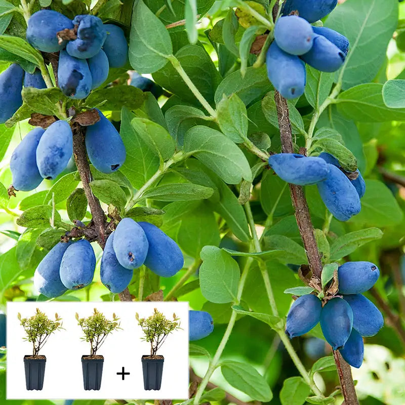 Honeyberry Bundle – Gurney's Seed & Nursery Co.