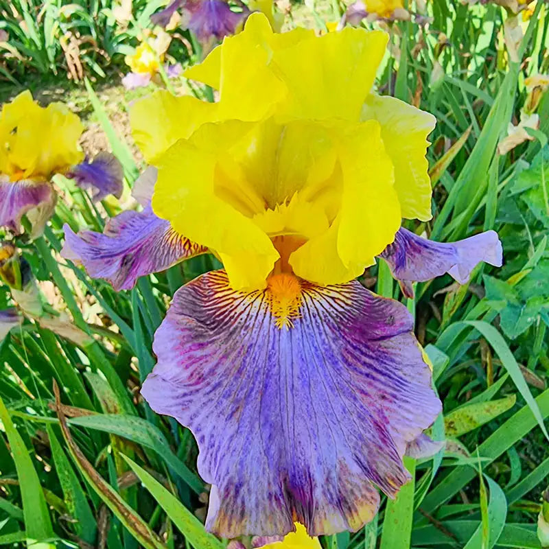 Sunrise at Sea Reblooming Bearded Iris – Gurney's Seed & Nursery Co.