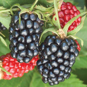 How to Plant Apache Blackberry - Gurney's