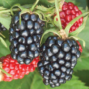 How to Plant Apache Blackberry - Gurney's