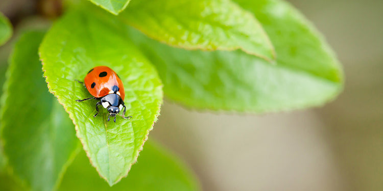 Beneficial Insects: Nature’s Pest Control | Gurney's