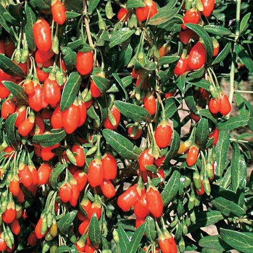 Goji Berries- Healthy and Delicious! - Gurney's