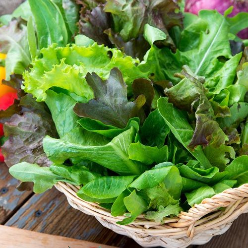 Grow Up! – The Vertical Vegetable Garden - Gurney's