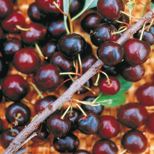 How to Grow Bush Cherries - Gurney's