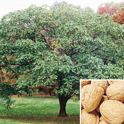 How to Plant a Fruit Tree - Gurney's