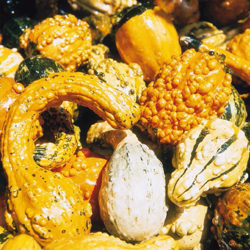 Growing Gourds From Seed Fastest Way To Grow Bitter Gourd From Seeds