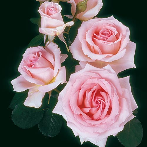 How to Grow Climbing Roses - Gurney's