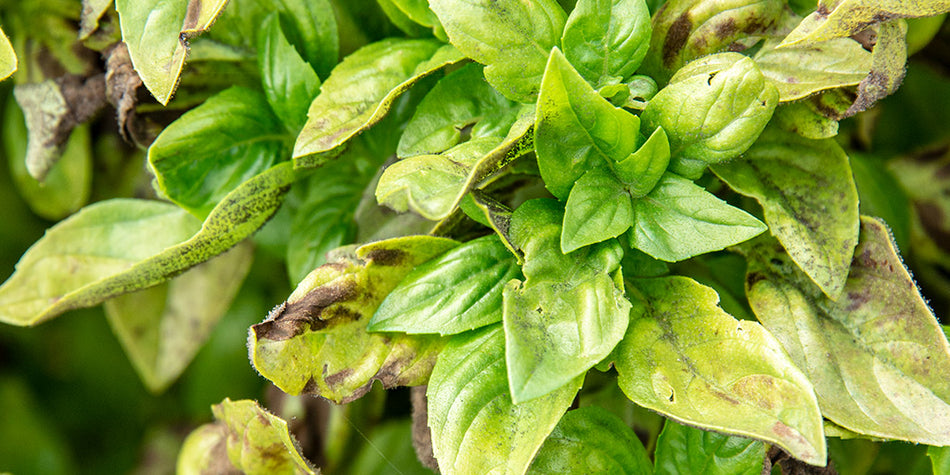 Effective Disease Control in the Garden | Gurney's