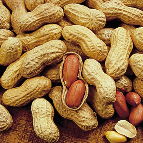 What to Do With Your Peanut Harvest | Gurney's