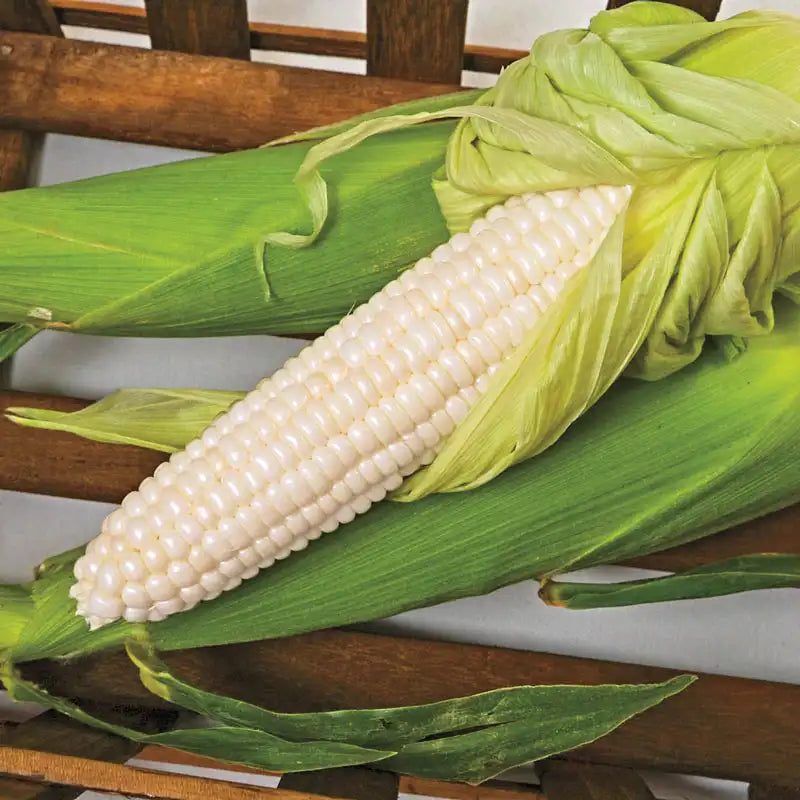 Silver Duchess Synergistic Hybrid Corn | Gurney's Seed & Nursery Co.
