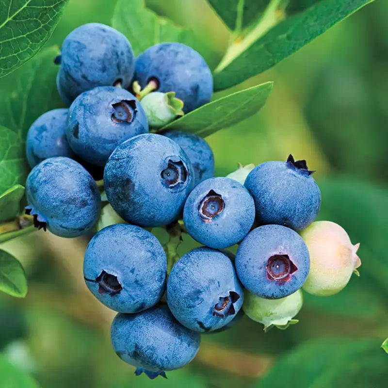 Jubilee Southern Highbush Blueberry | Gurney's Seed & Nursery Co.