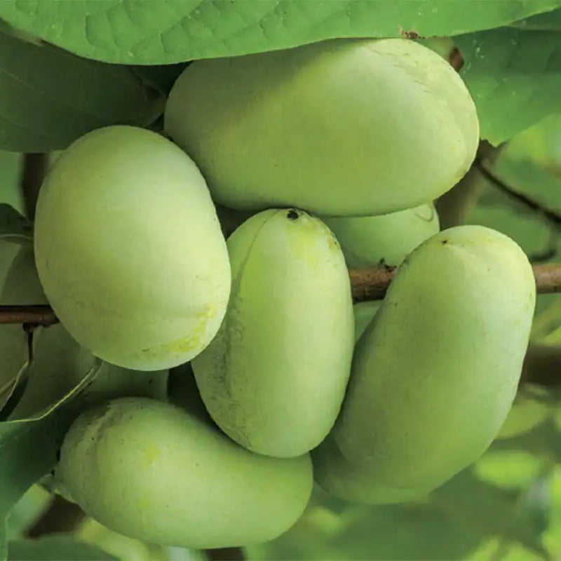 Pawpaw Tree | Gurney's Seed & Nursery Co.