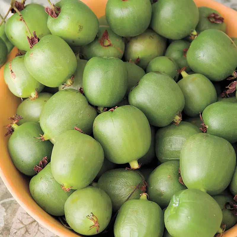 Ogden Point & Mail Kiwi at Gurney's Seed & Nursery Co. Seed and Nursery