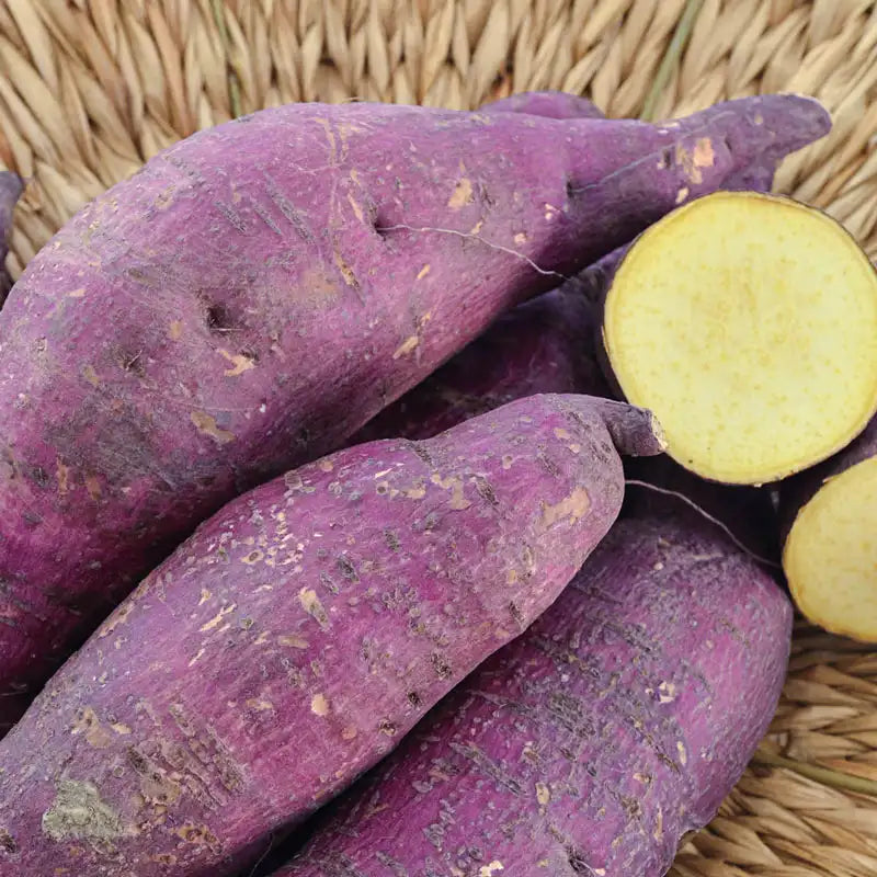 Murasaki Sweet Potato Plants for Sale | Gurney's Seed & Nursery Co.