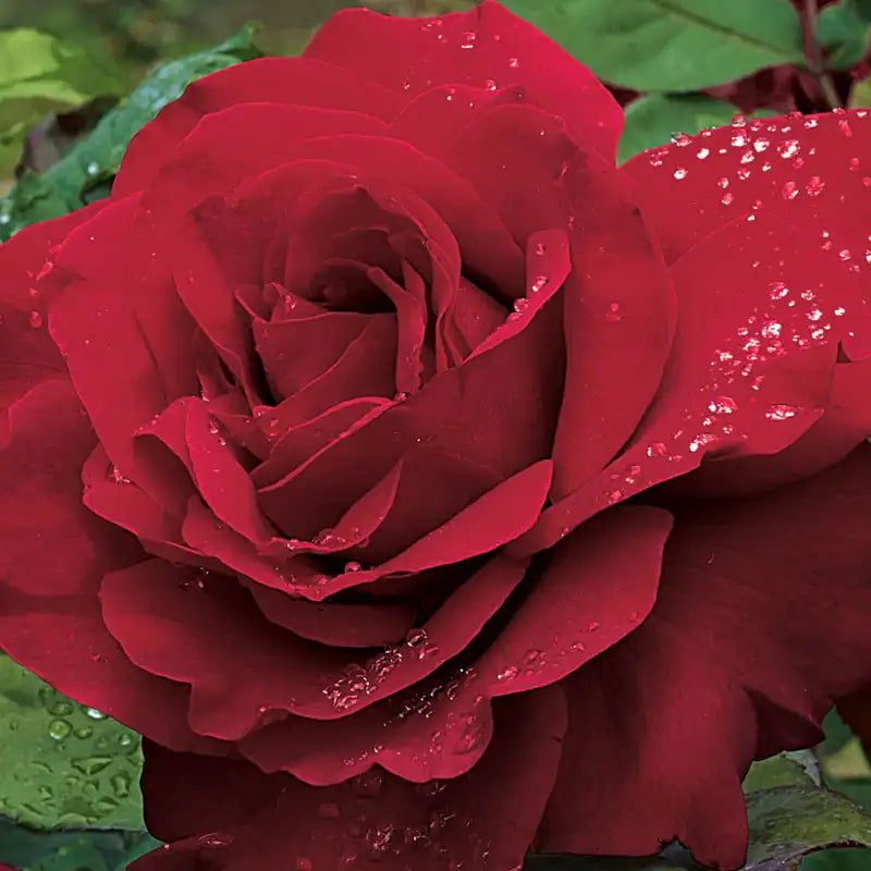 Legends™ Hybrid Tea Rose – Gurney's Seed & Nursery Co.