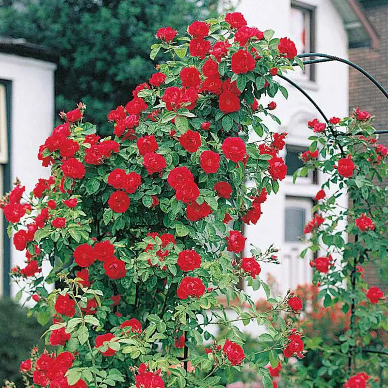 Blaze Improved Climbing Rose | Gurney's Seed & Nursery Co.