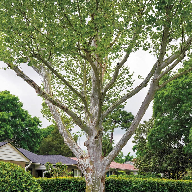 American Sycamore Tree | Gurney's Seed & Nursery Co.