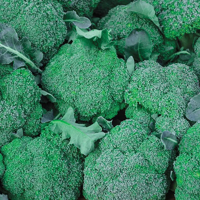 Blue Wind Broccoli | Gurney's Seed & Nursery Co.