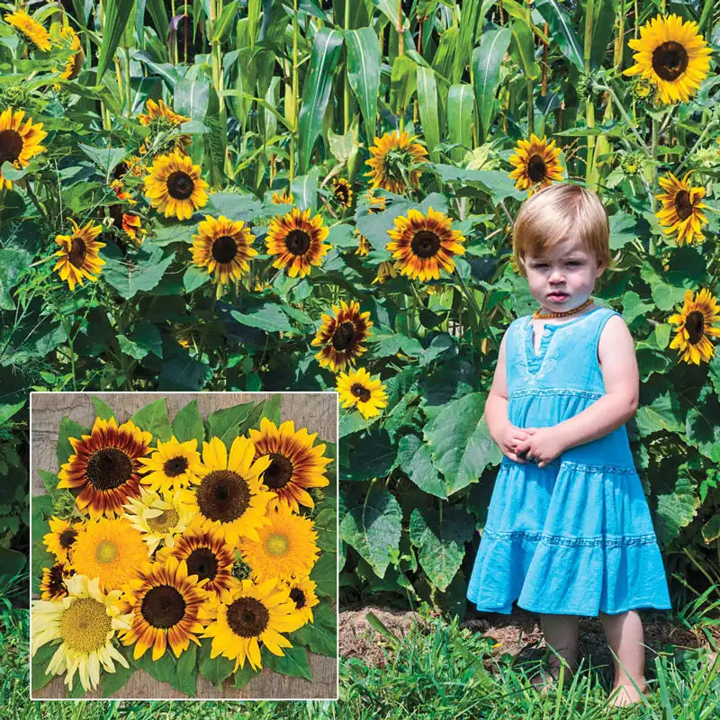 Gurney's Sunny Hedge Blend Sunflower | Gurney's Seed & Nursery Co.