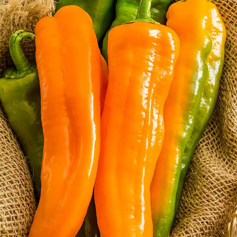 Orange Kiss Hybrid Pepper: Italian-Type Pepper from Gurney's Seed ...