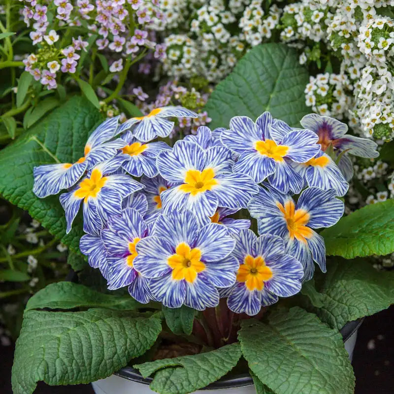 Blue Zebra Primrose – Gurney's Seed & Nursery Co.