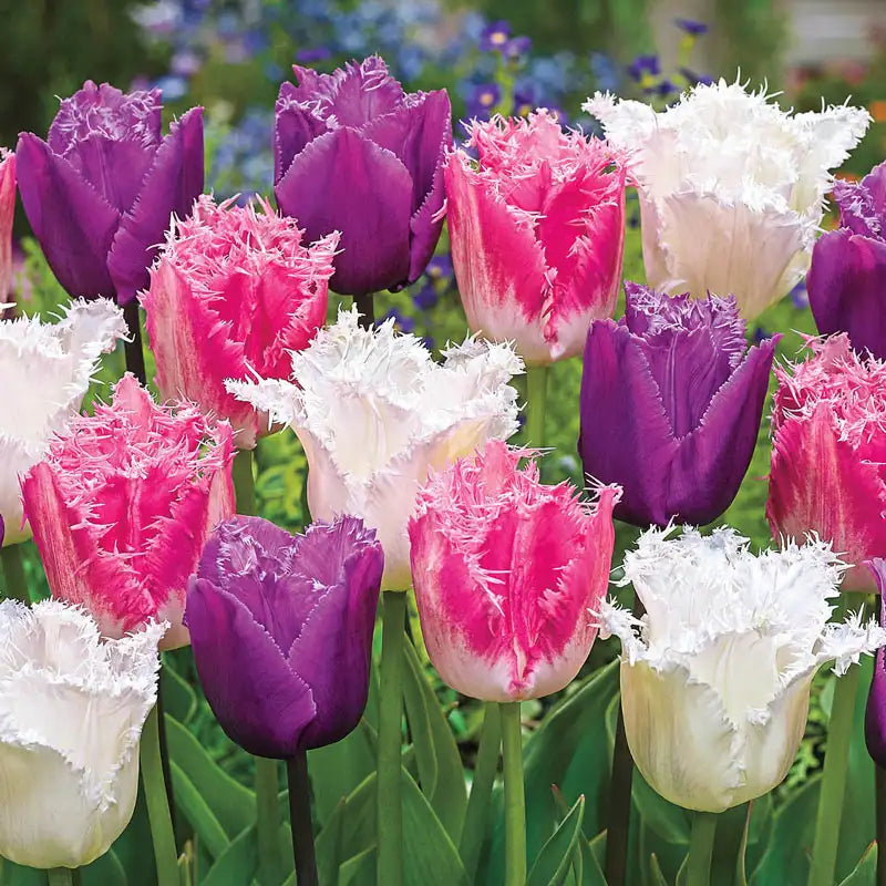 Ice Crystal Tulip Trio: Tulip Bulbs for Fall Planting – Gurney's Seed ...