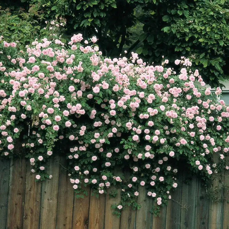 Cecile Brunner Climbing Rose | Gurney's Seed & Nursery Co.