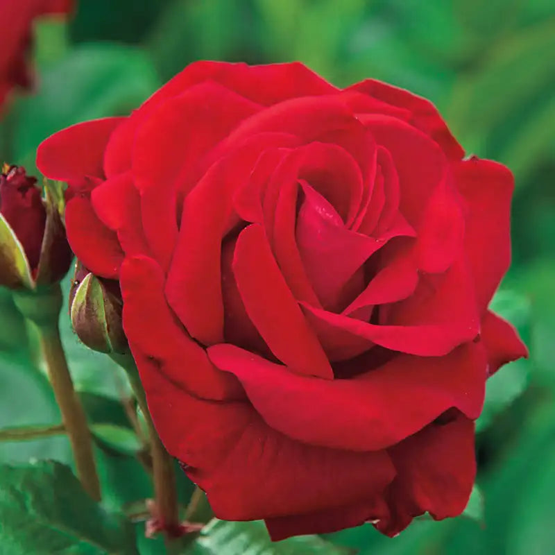 Drop Dead Red Floribunda Rose Plant | Gurney's Seed & Nursery Co.