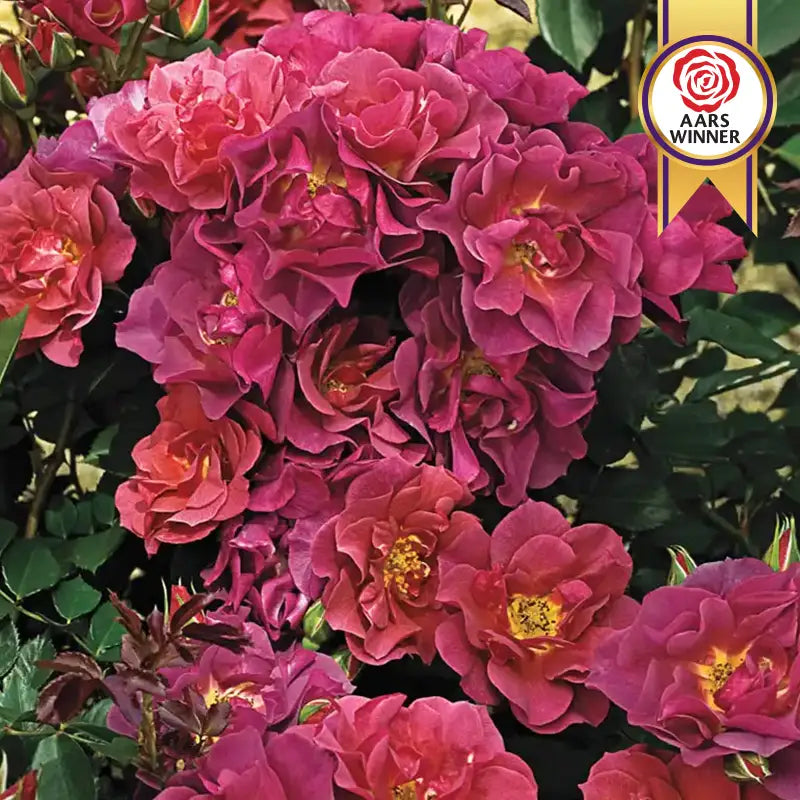 Cinco De Mayo™ Floribunda Rose | Gurney's Seed & Nursery Co. – Gurneys