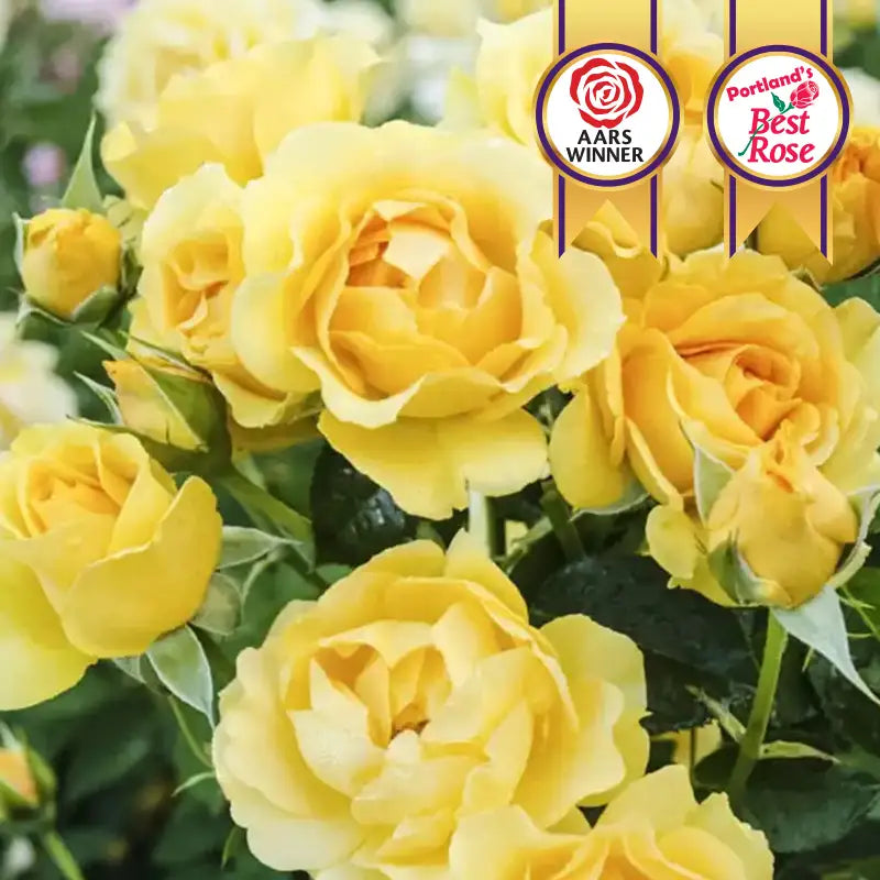 Julia Child Floribunda Rose | Gurney's Seed & Nursery Co.