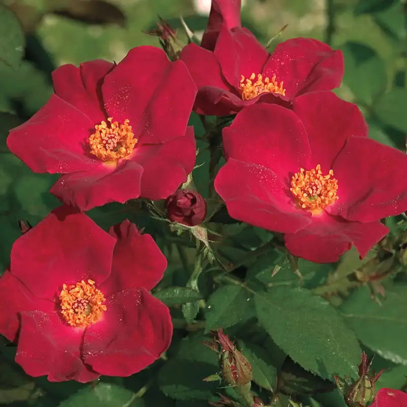 Home Run® Shrub Rose | Gurney's Seed & Nursery Co.