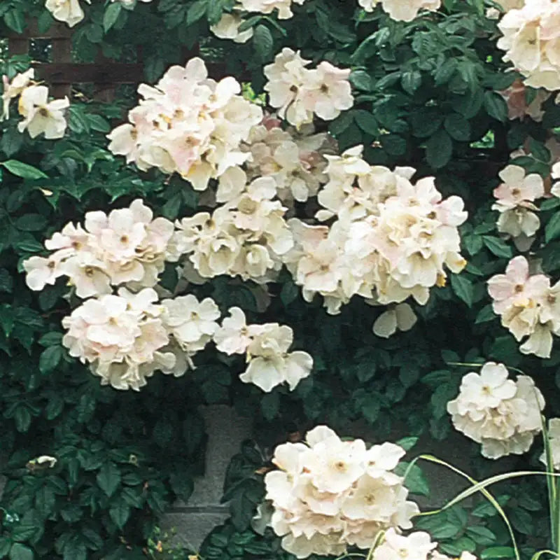 Sally Holmes Climbing Rose | Gurney's Seed & Nursery Co. – Gurneys