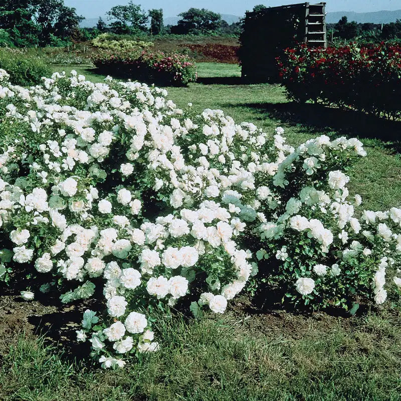 White Meidiland Groundcover Rose | Gurney's Seed & Nursery Co.