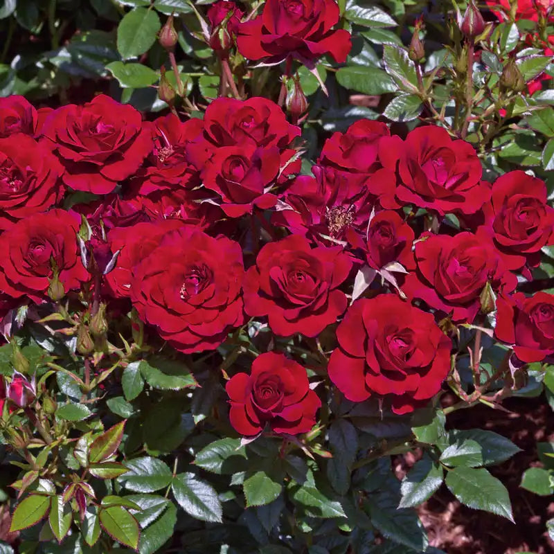 Ruby Ruby™ Miniature Rose Plant | Gurney's Seed & Nursery Co.