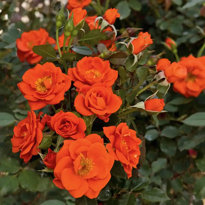 All A'twitter™ Miniature Rose | Gurney's Seed & Nursery Co.