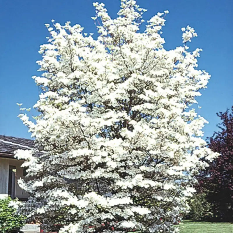 White Flowering Dogwood Ornamental Tree | Gurney's Seed & Nursery Co. Seed