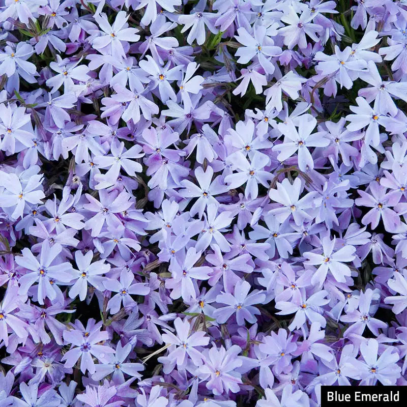 Emerald Blue Creeping Phlox: Ground Covers from Gurney's Seed & Nursery Co.