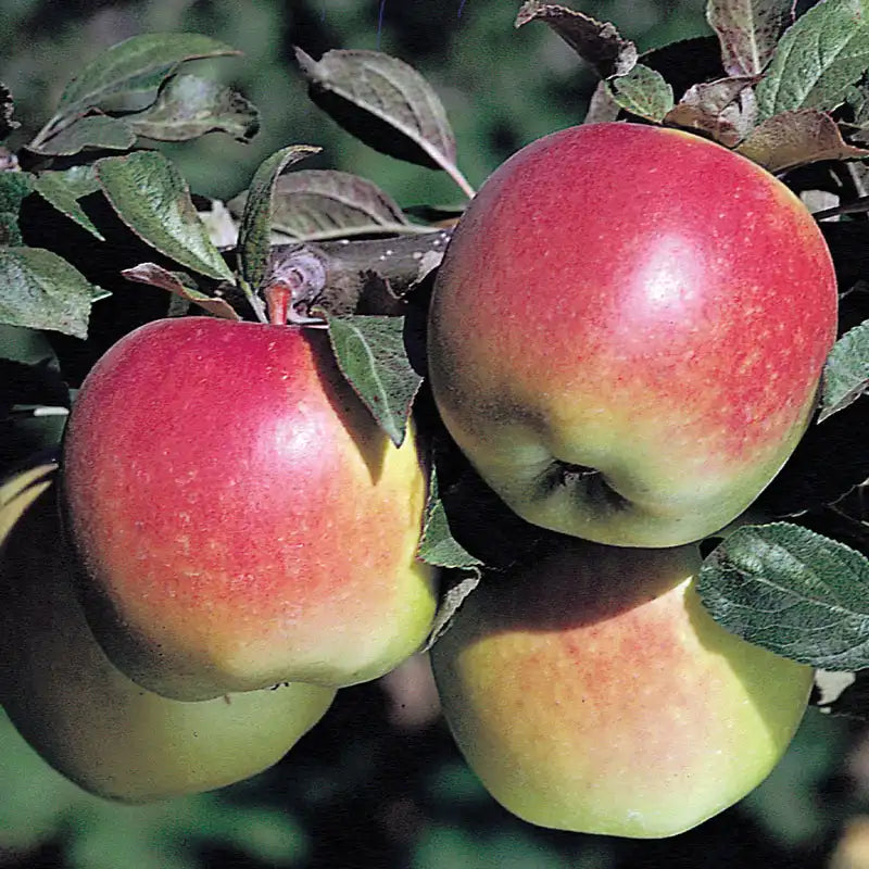 Anna Apple Tree | Gurney's Seed & Nursery Co.