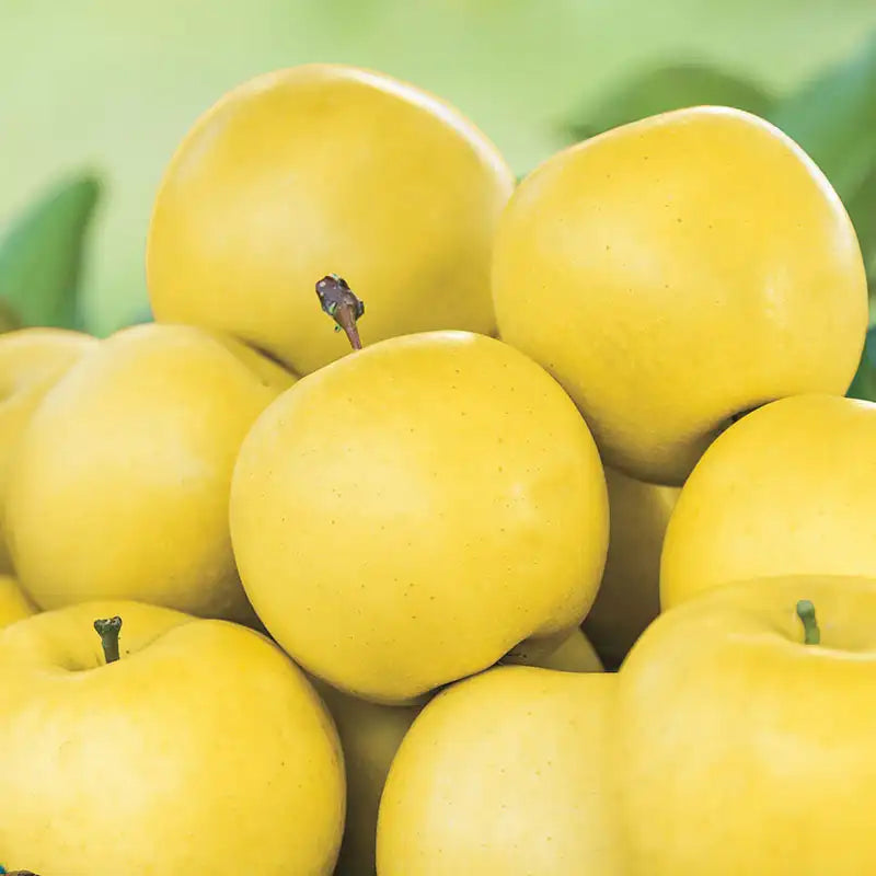 Dorsett Golden Apple Tree | Gurney's Seed & Nursery Co.
