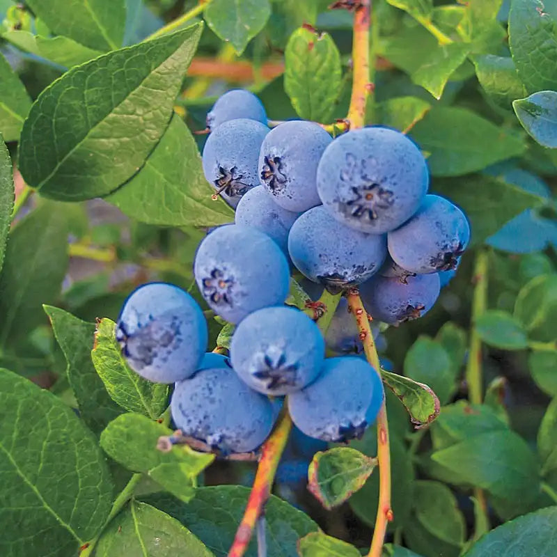 Biloxi Southern Highbush Blueberry | Gurney's Seed & Nursery Co.