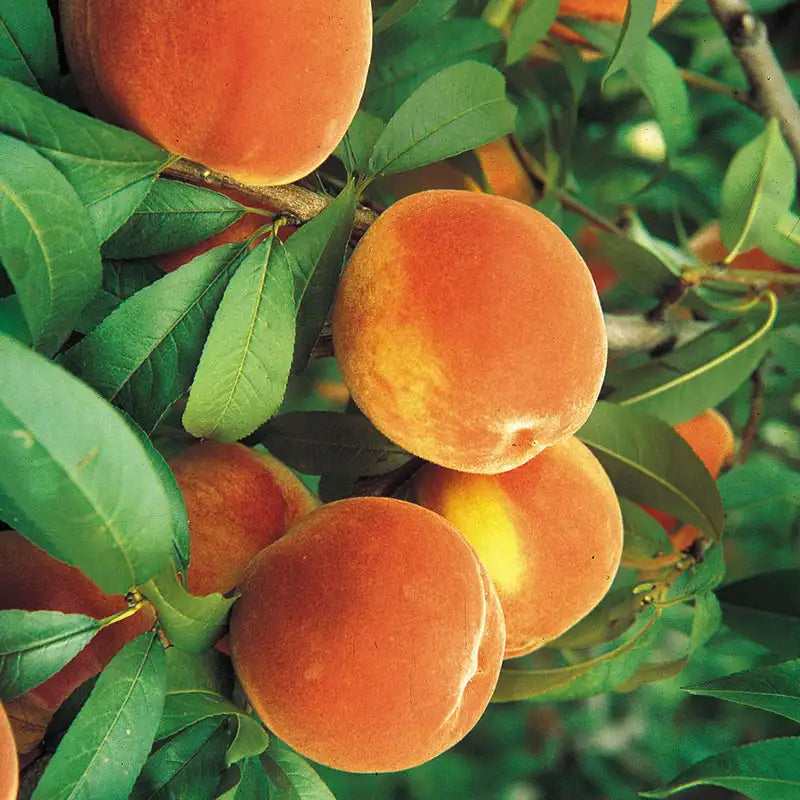 Flordaking Peach | Gurney's Seed & Nursery Co.