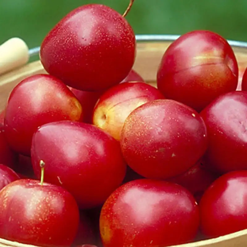 Au-Roadside Plum | Gurney's Seed & Nursery Co.