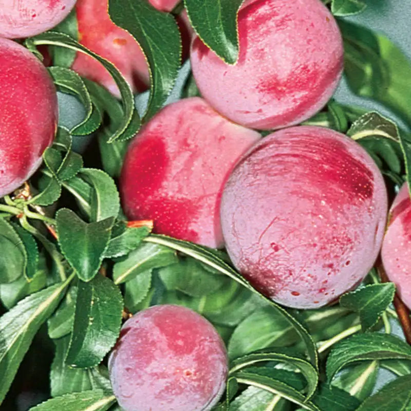 Ruby Sweet Plum | Gurney's Seed & Nursery Co.