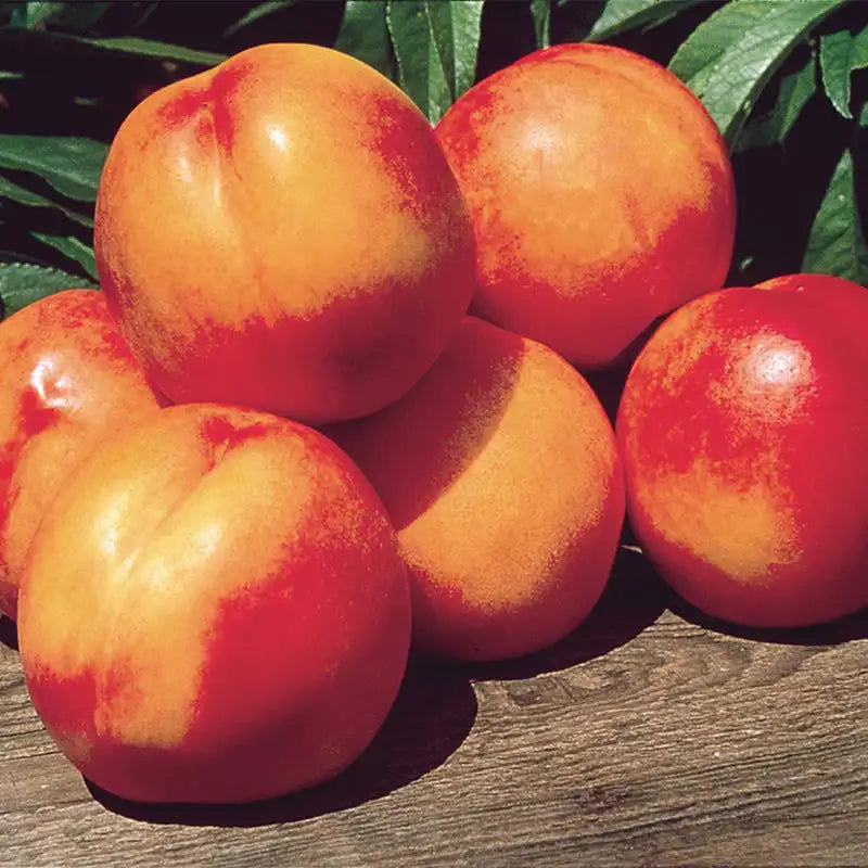 Mericrest Nectarine Tree | Gurney's Seed & Nursery Co.