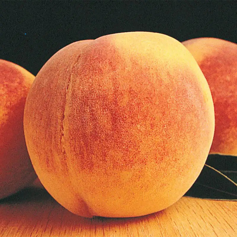 Reliance Peach Tree | Gurney's Seed & Nursery Co.