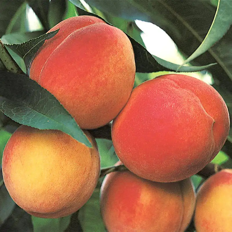 Belle of Georgia Peach Tree | Gurney's Seed & Nursery Co.