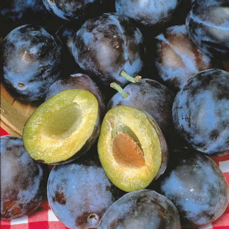Stanley Plum Tree | Gurney's Seed & Nursery Co.