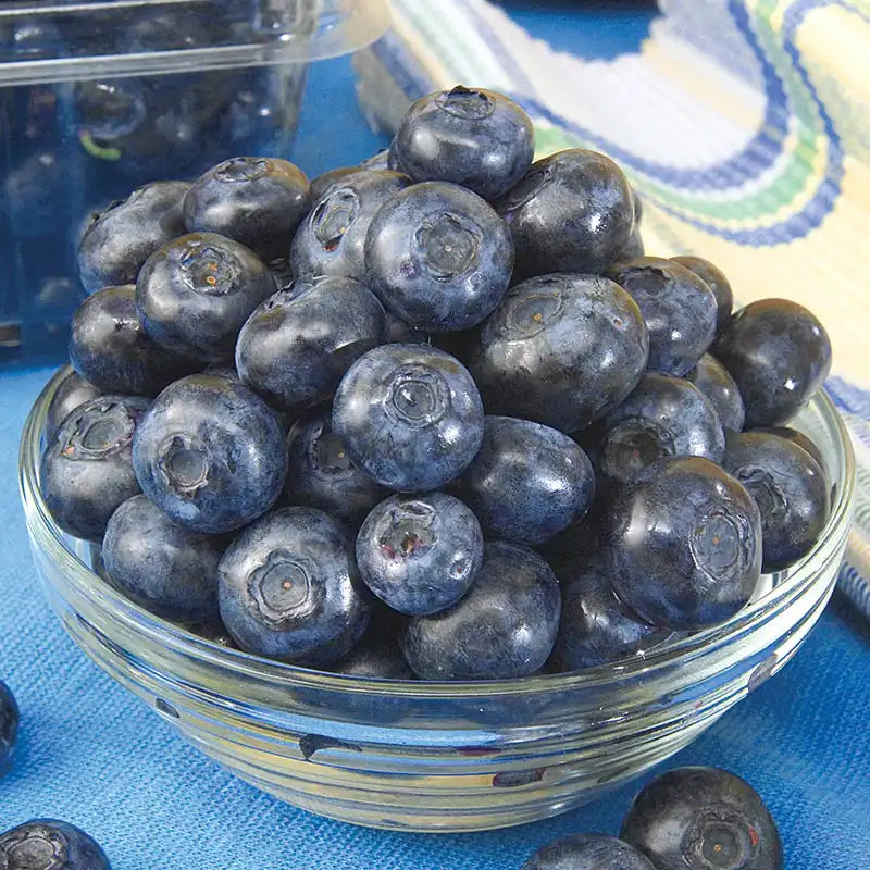 Patriot Northern Highbush Blueberry Plant | Gurney's Seed & Nursery Co.