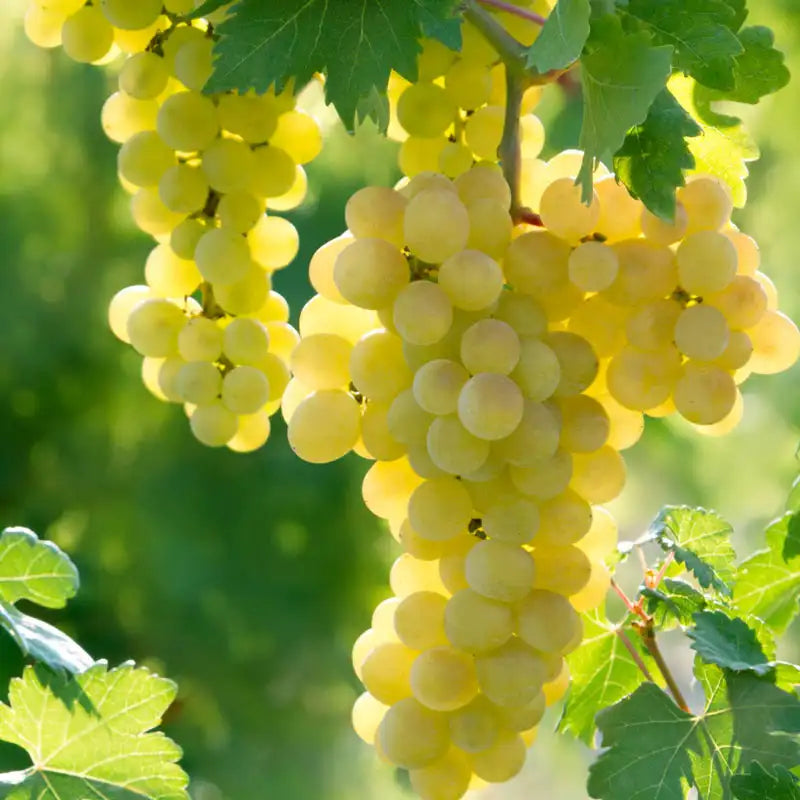 Edelweiss Grape | Gurney's Seed & Nursery Co.