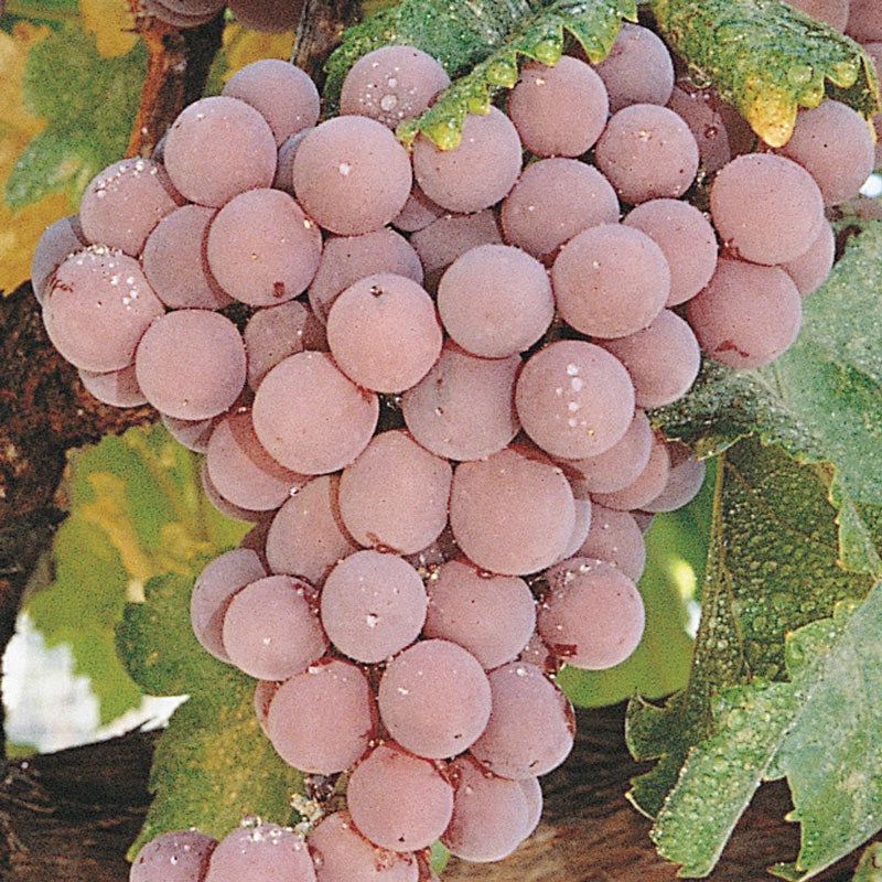 Seedless Pink Reliance Grape | Gurney's Seed & Nursery Co.